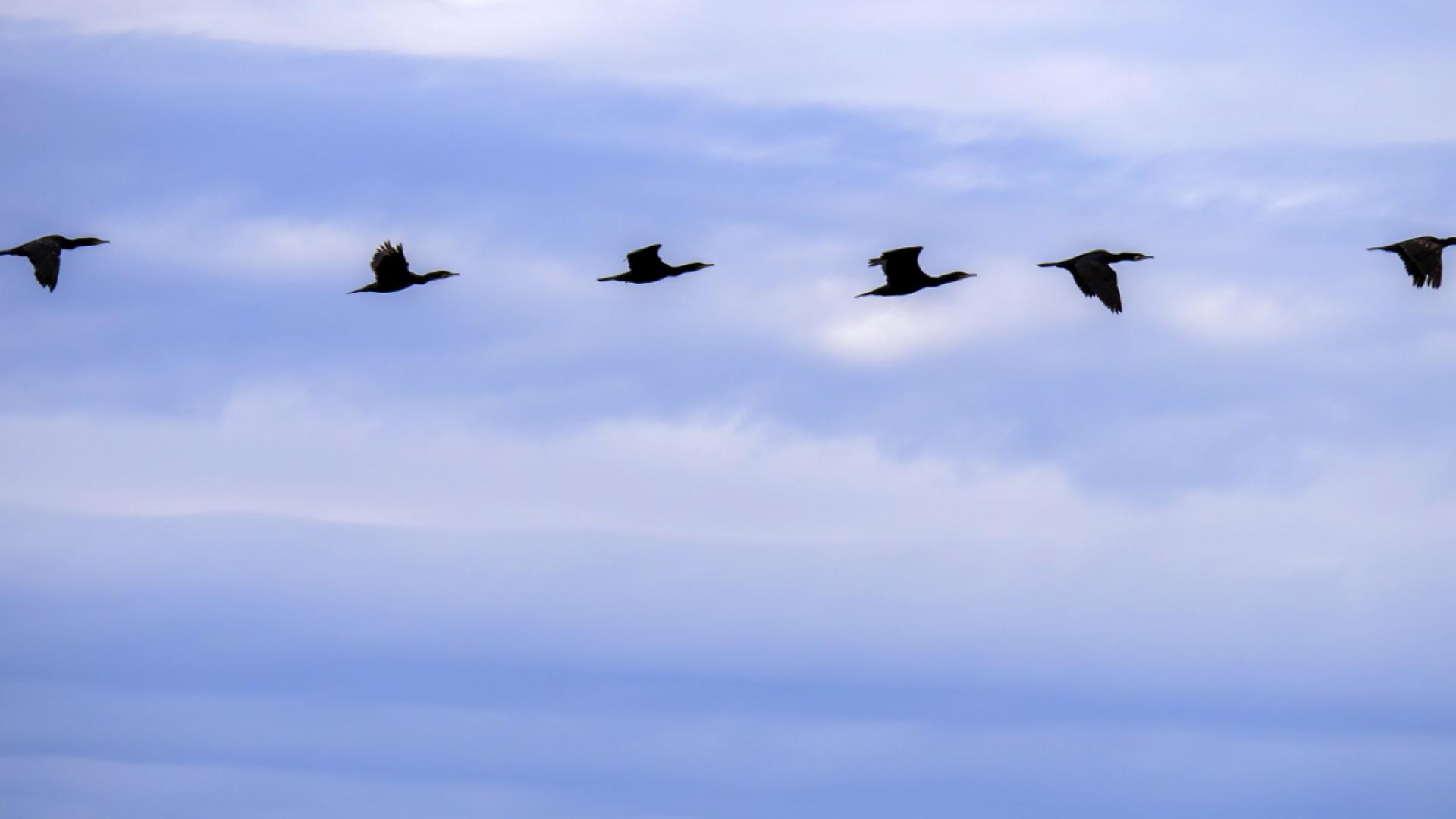 Les travaux de réaménagement des îles du Fanel ont commencé - La Télé