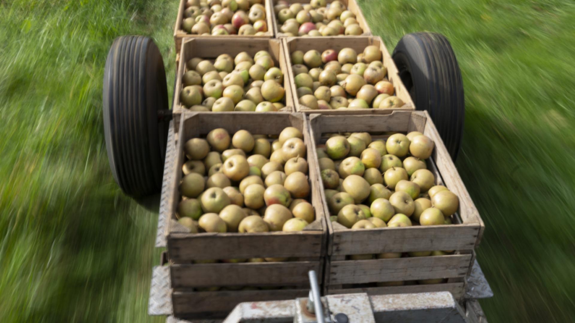 Traitement à l'eau chaude réduit les maladies post-récolte des pommes ...