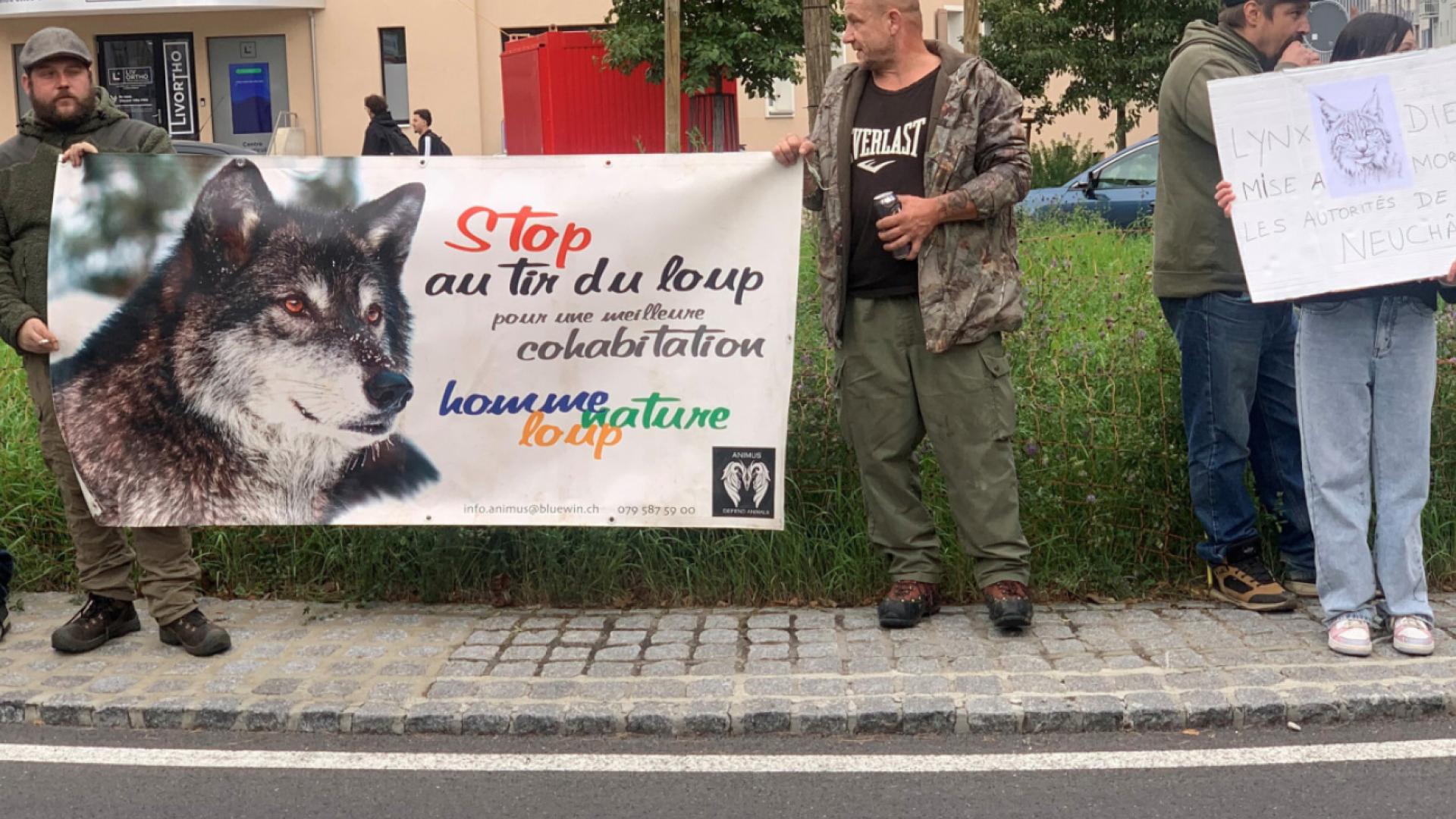 Action symbolique à Neuchâtel pour le loup et le lynx - La Télé