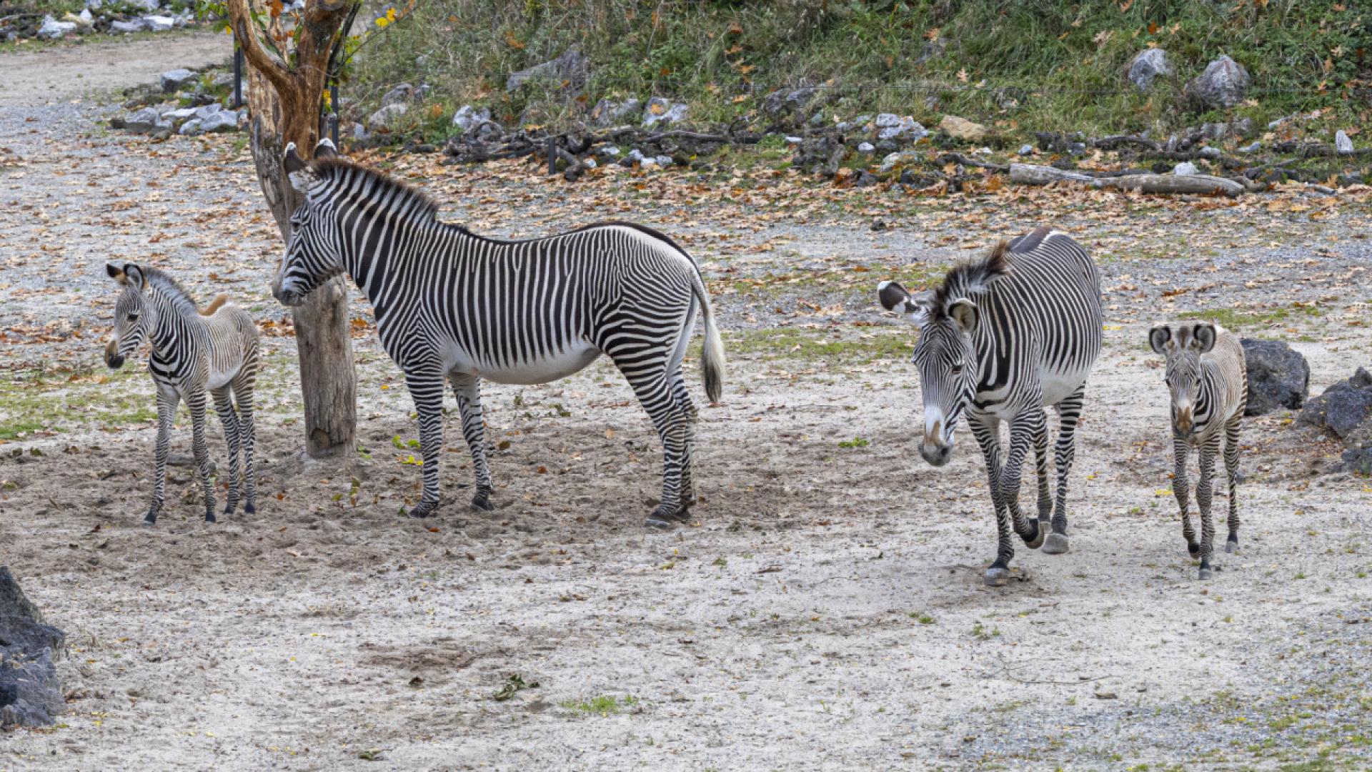 Deux premiers zèbres de Grévy nés au zoo de Zurich - La Télé