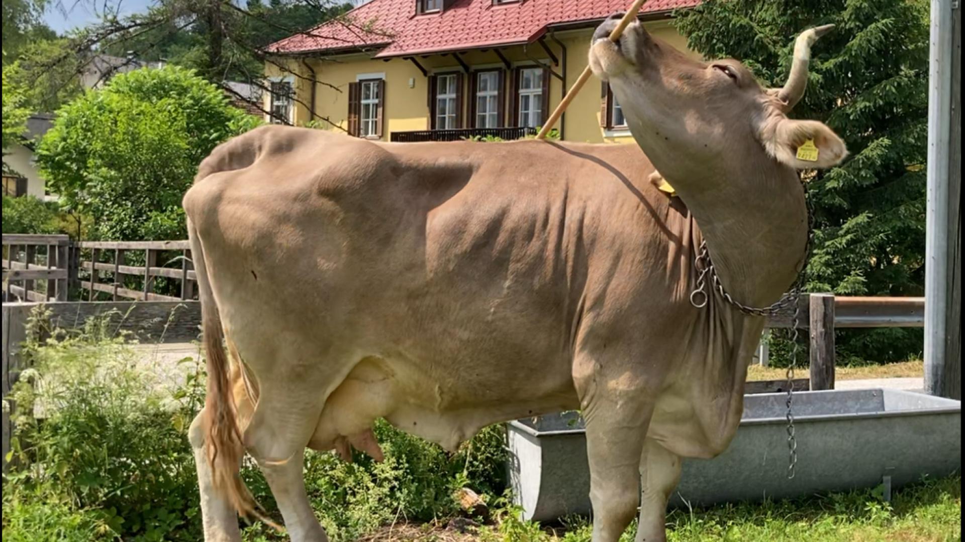 Veronika, la vache qui se sert d'un balai comme outil pour se gratter ...