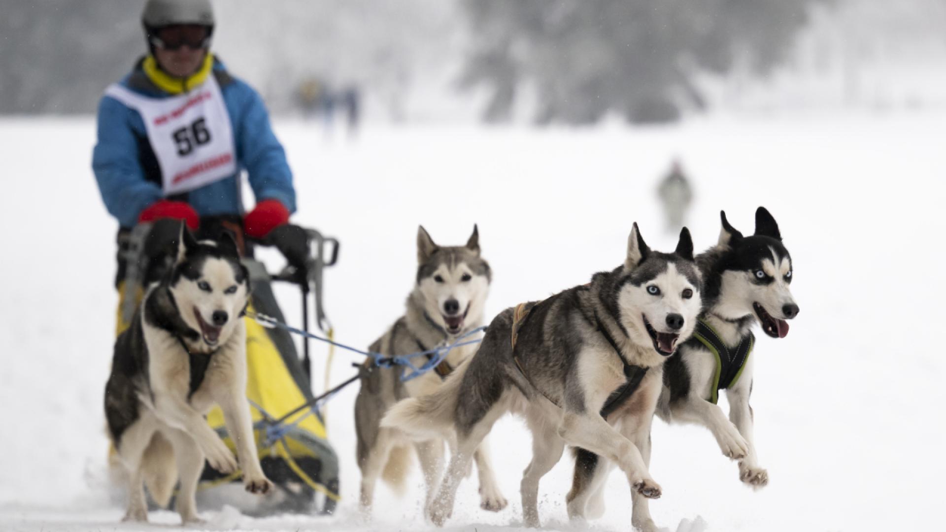 Courses de chiens de traîneaux à Saignelégier : 2e année sur l'herbe ...