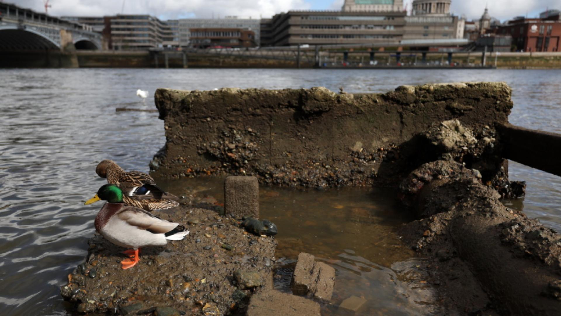 Thames Water écope d'une amende salée pour pollution - La Télé