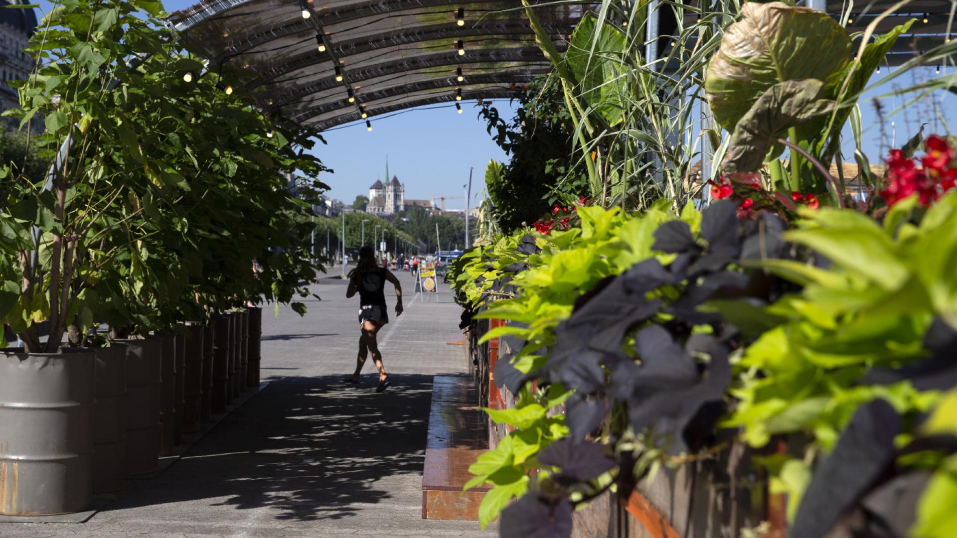 La Canopée à Genève : activités sportives et animations estivales sur ...