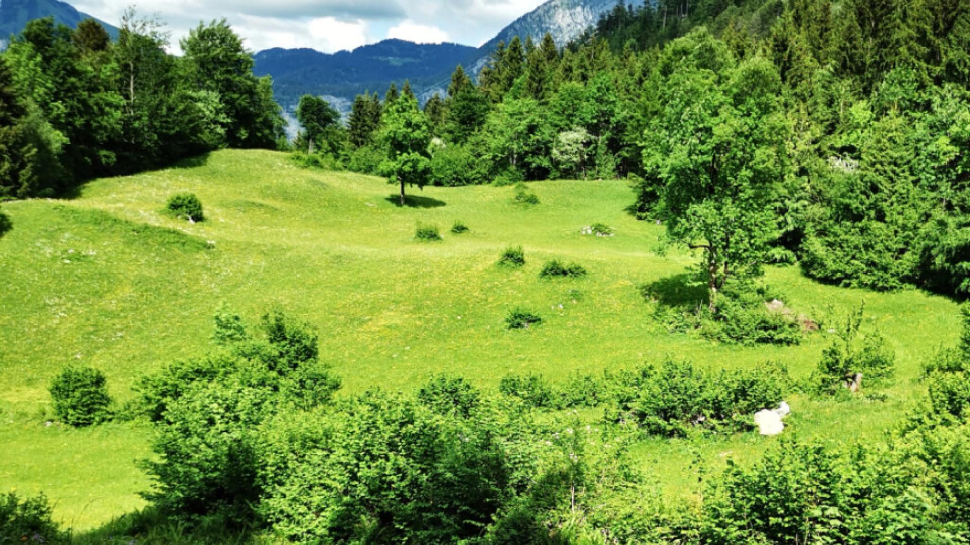 Embroussaillement des alpages persistant malgré les subventions suisses ...