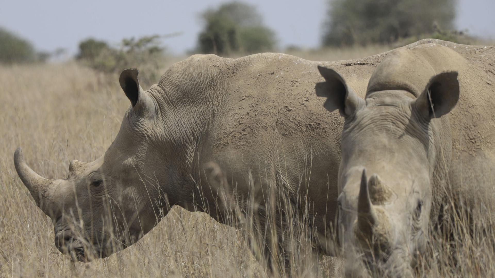 L'ex-plus grand éleveur de rhinocéros au monde arrêté - La Télé